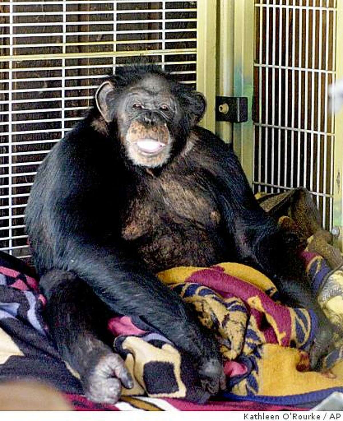 Police shoot pet chimp after attack