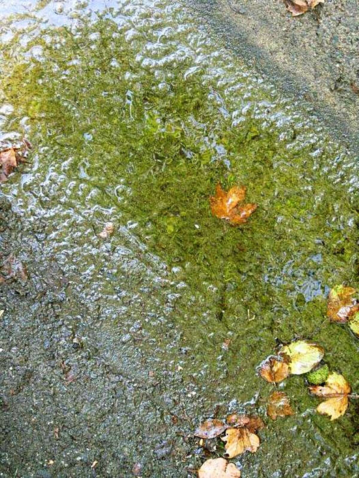 Bioswale is a solution to freshwater algae