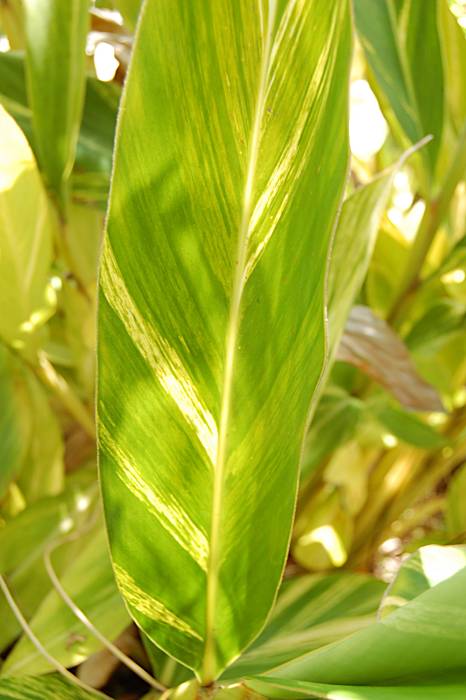 Alpinia zerumbet 'Variegata,' or shell ginger