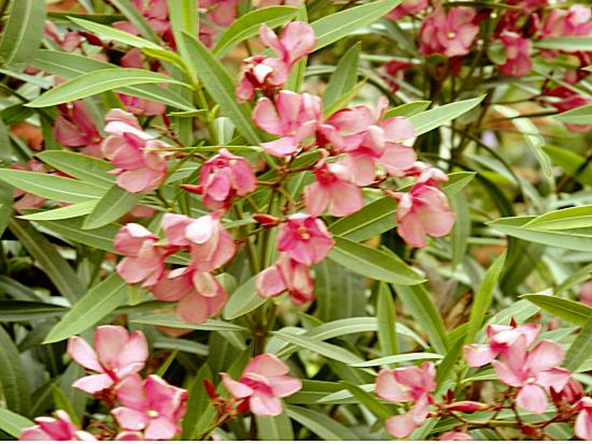 Poisonous oleander plant won't affect nearby rosemary