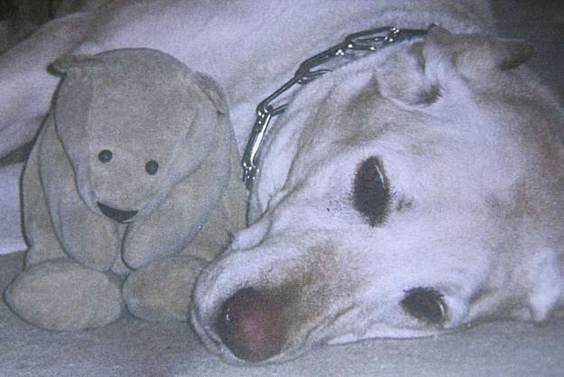 Answering alarm, Oakland police kill family dog