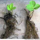 Bare-root berry plants will sweeten your summer - SFGate