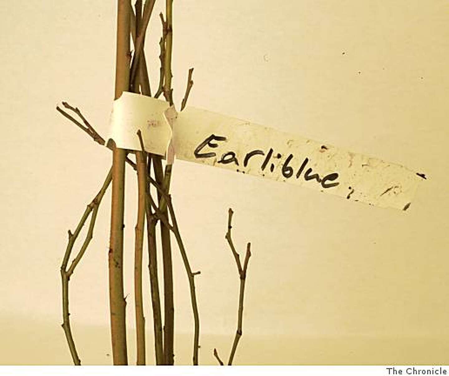 Bare-root berry plants will sweeten your summer