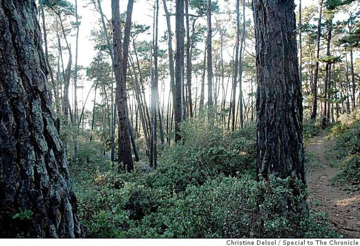 Visit Pebble Beach for trails as well as tees