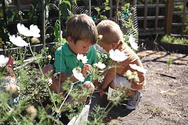 Gail Machlis' shared garden in Berkeley