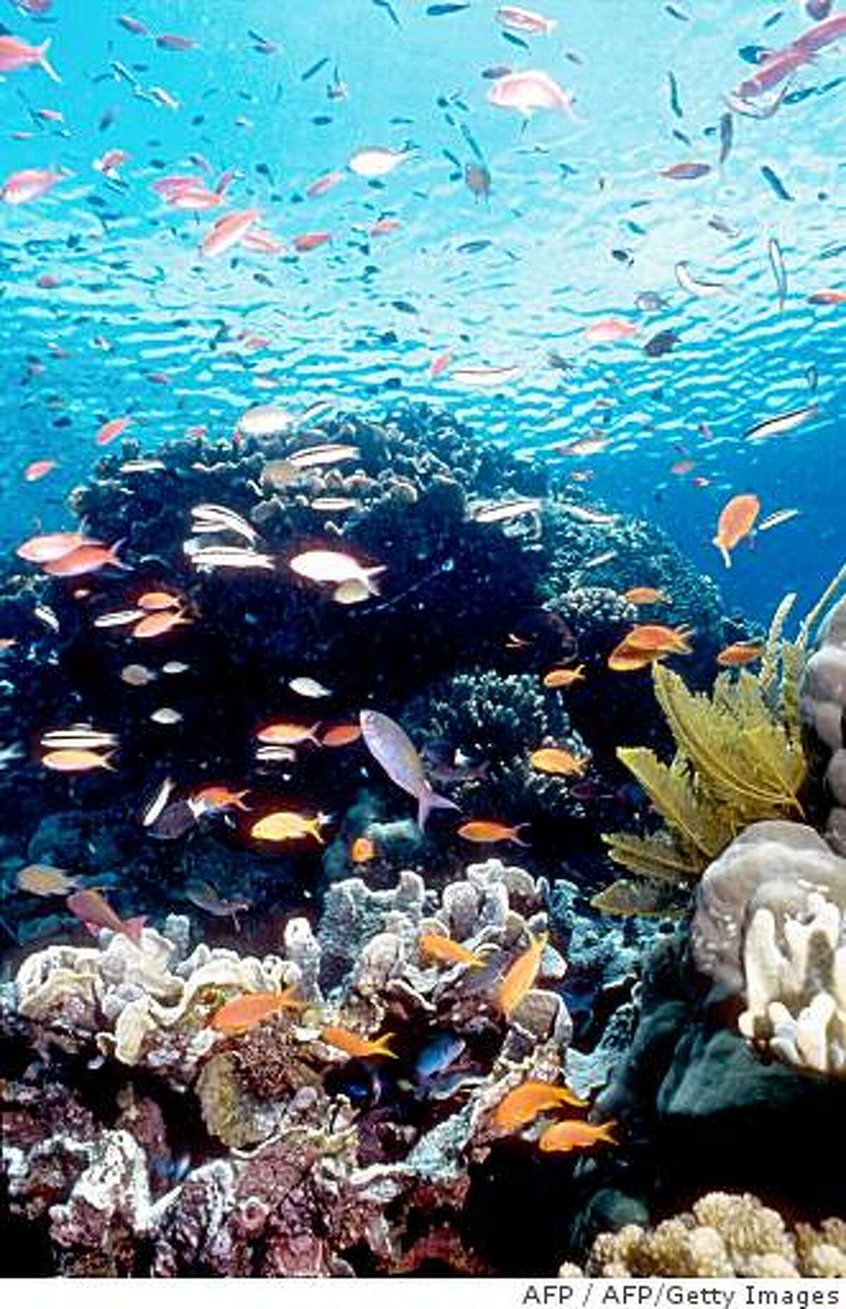 Increasing ocean acidity threatens marine life