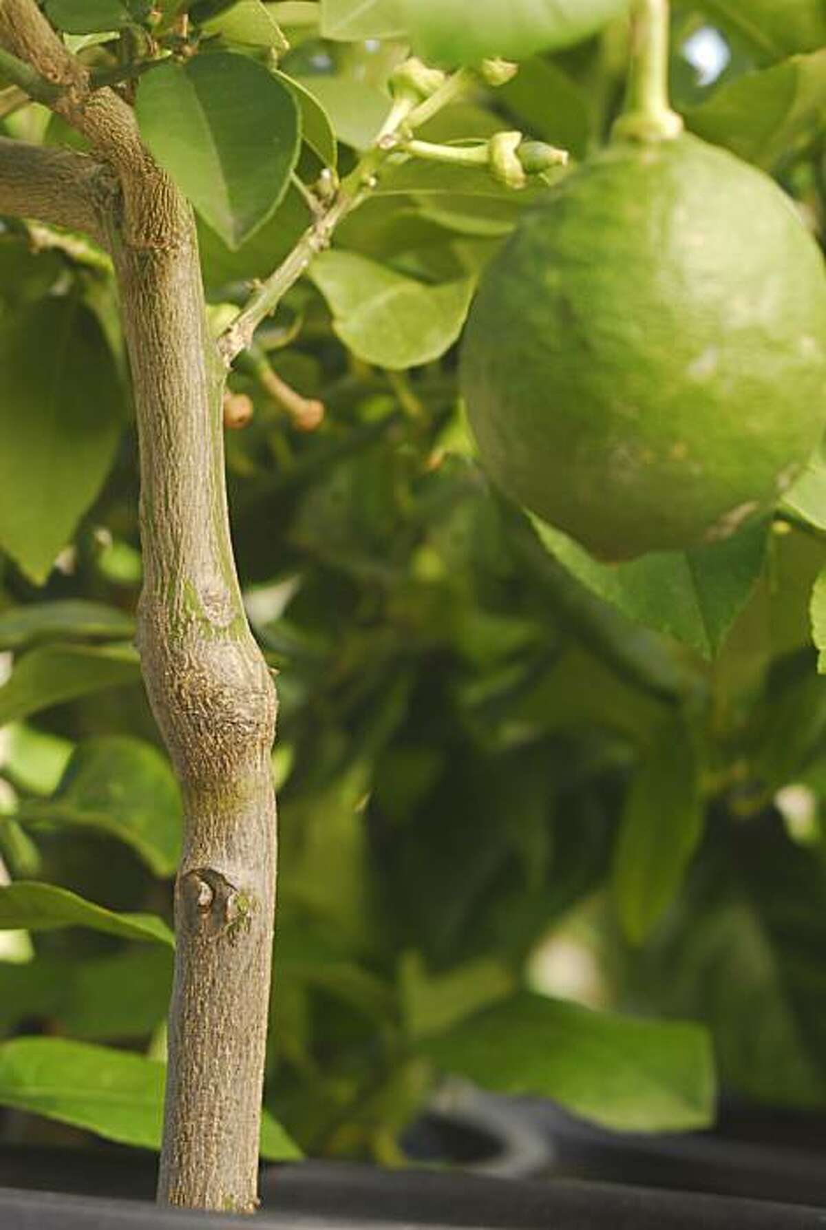Why do 2 potted trees give no or few lemons?