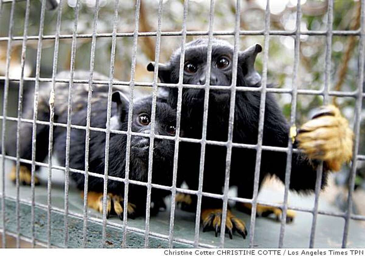 Monkeys count for something at Santa Ana Zoo