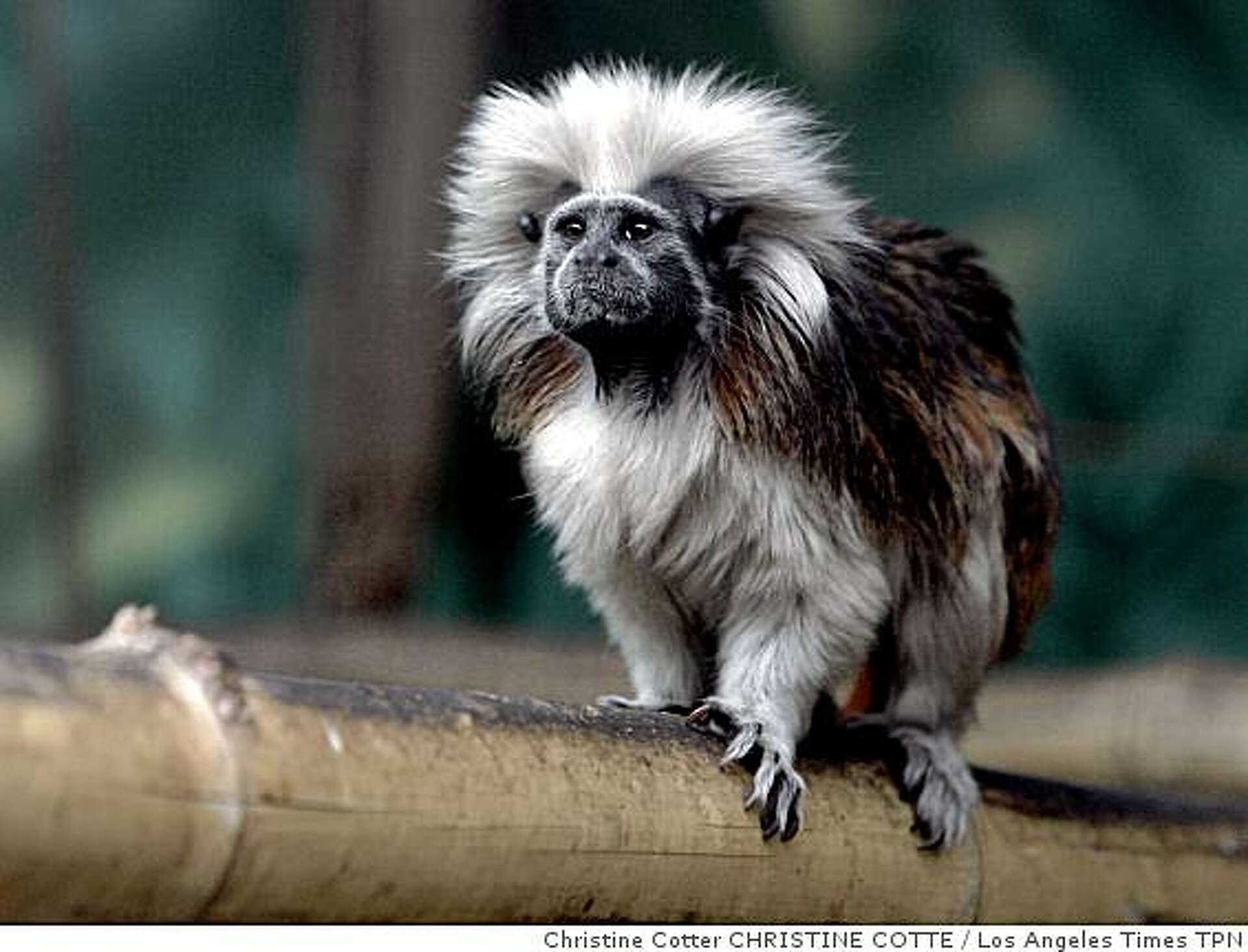 Monkeys count for something at Santa Ana Zoo