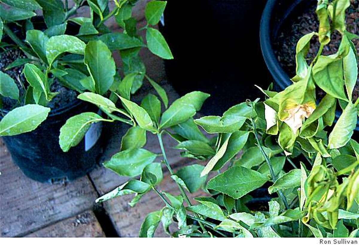 The Dirt: Time to buy bare-root trees