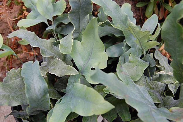 Broad-leaved bear's paw fern good in shade