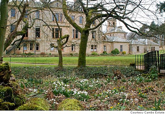 Snowdrops abound at Cambo Estate in Scotland