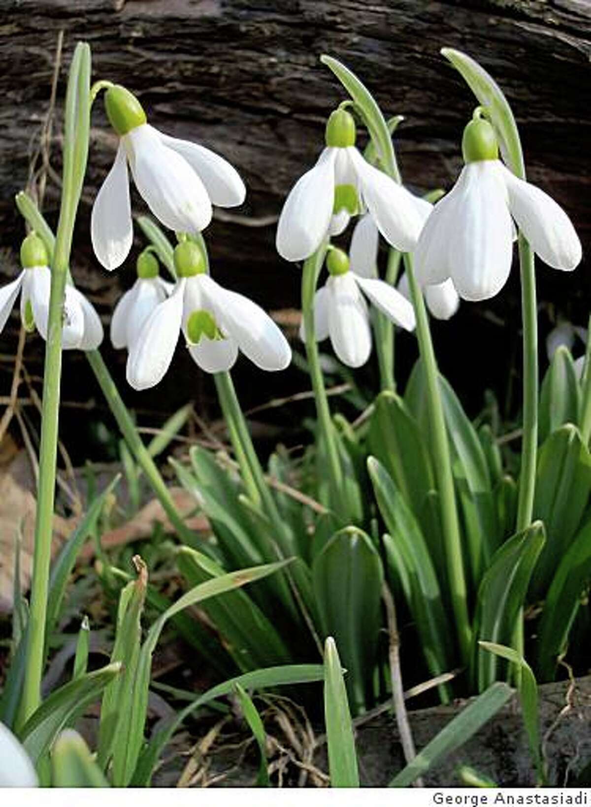 Snowdrops abound at Cambo Estate in Scotland