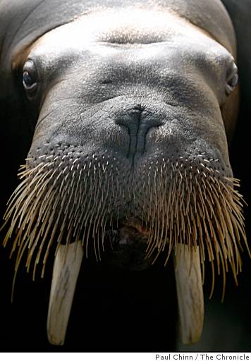 Walrus Reproduction System