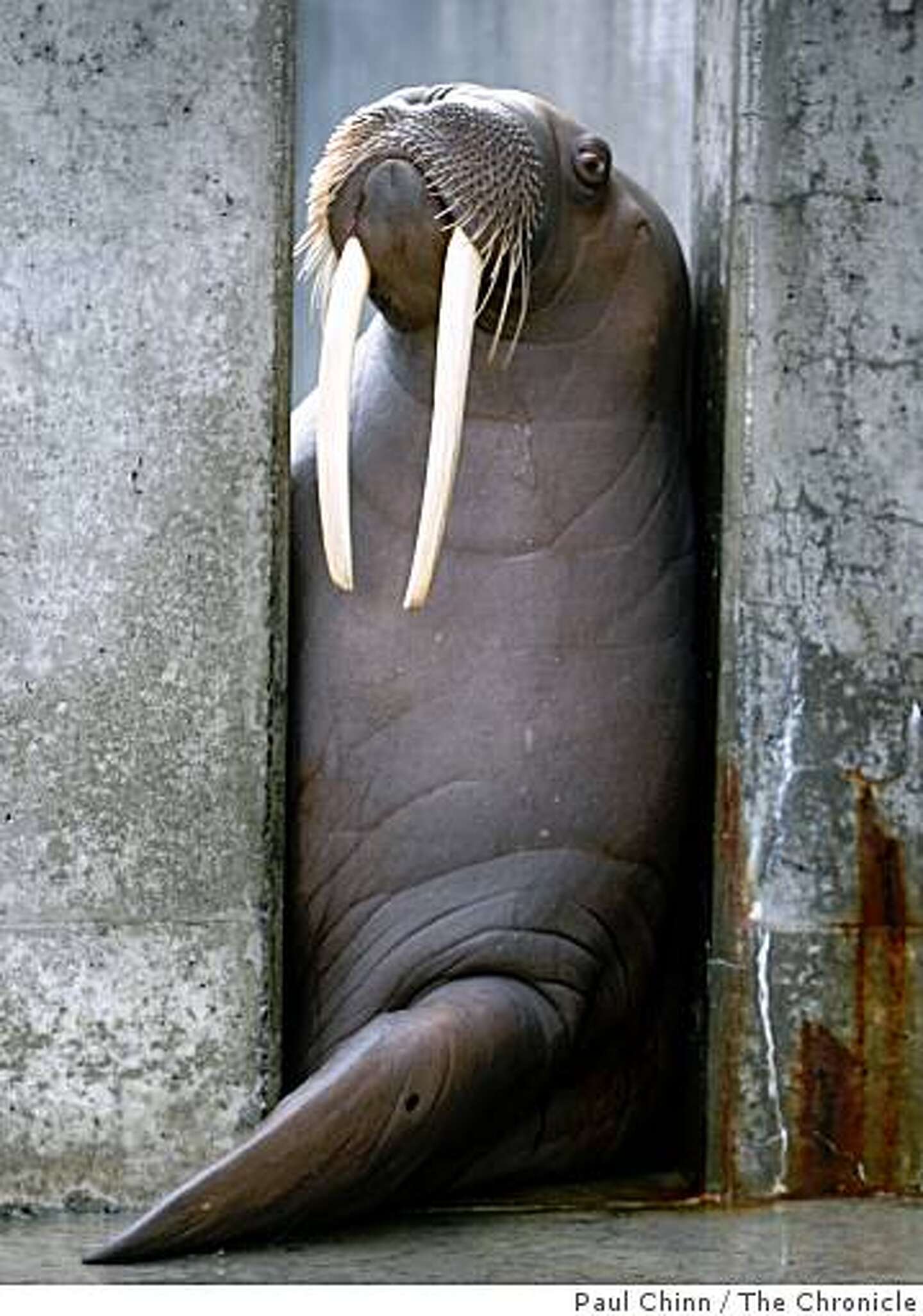 Seeking the secret to walrus reproduction