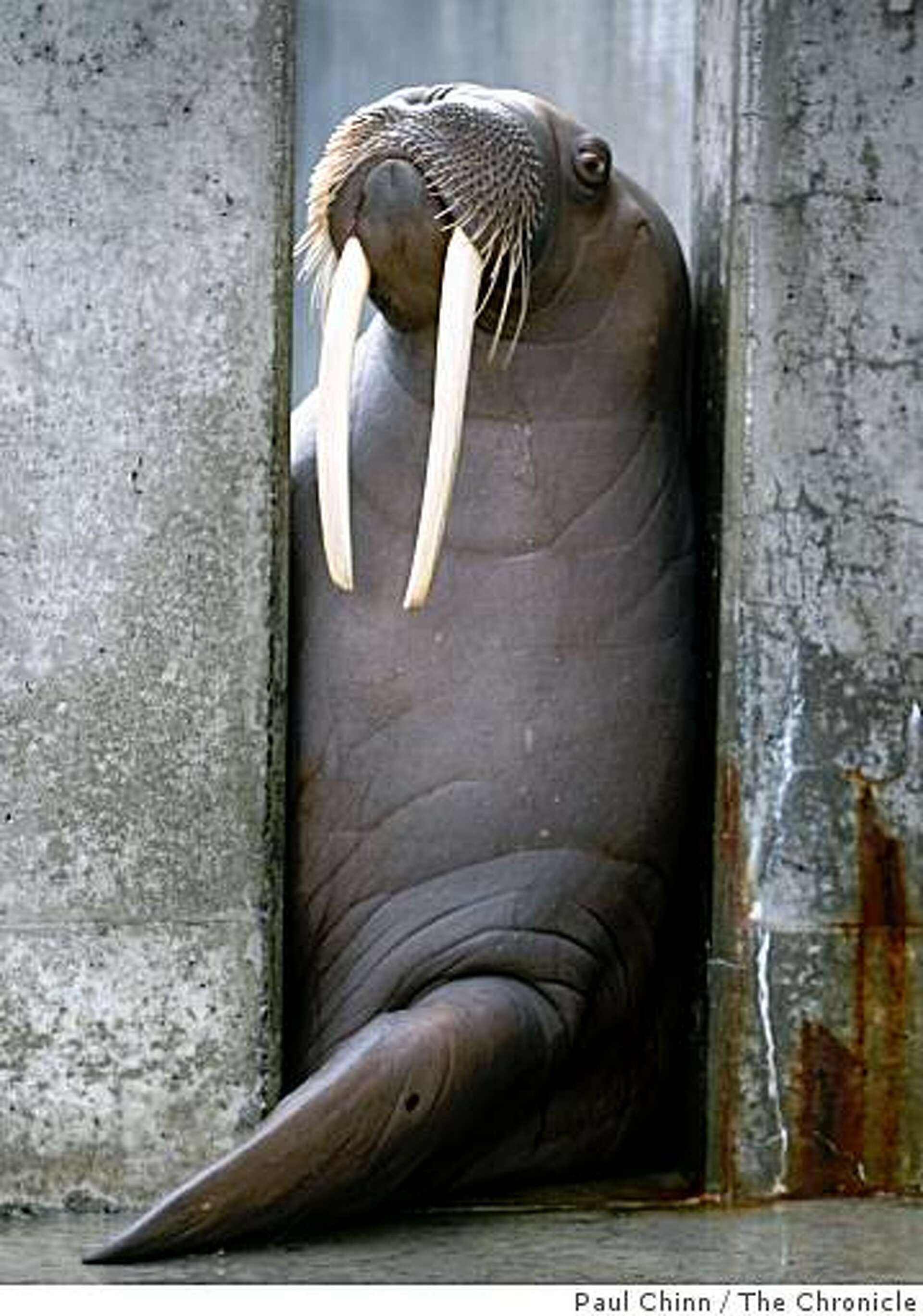 Seeking the secret to walrus reproduction