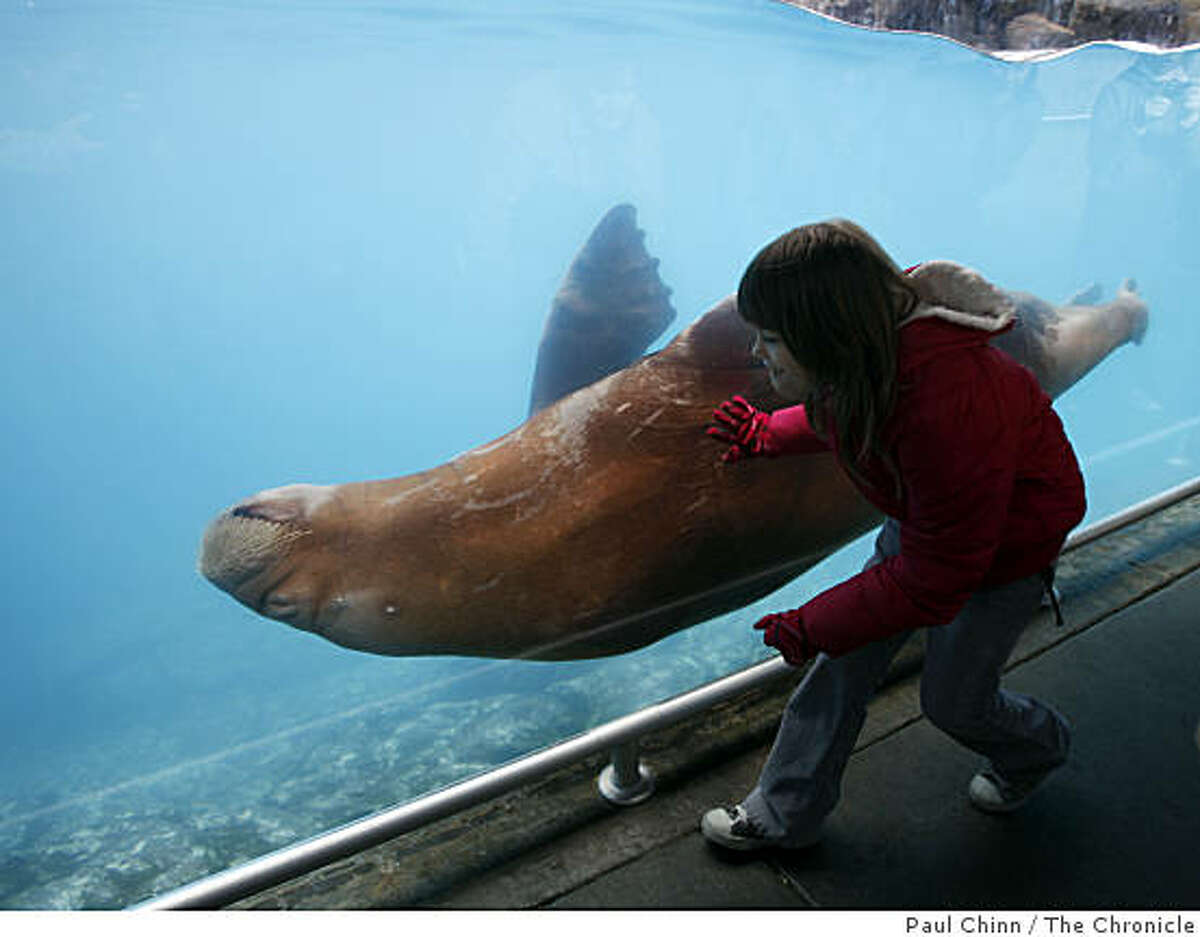 Seeking the secret to walrus reproduction