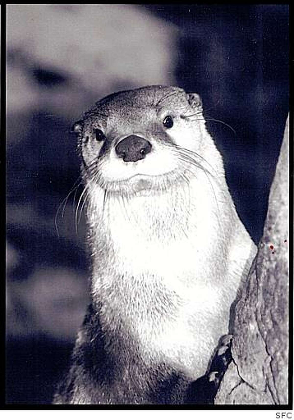 Leroy the river otter: Wet and wild