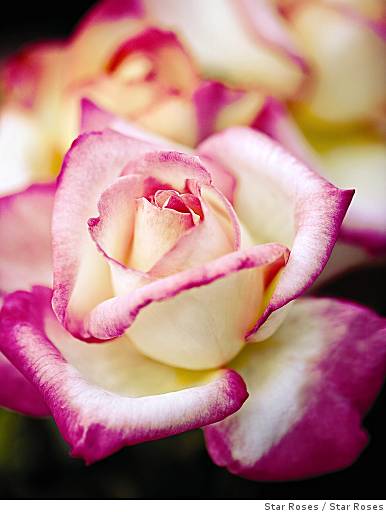 In the pink: New roses for 2009