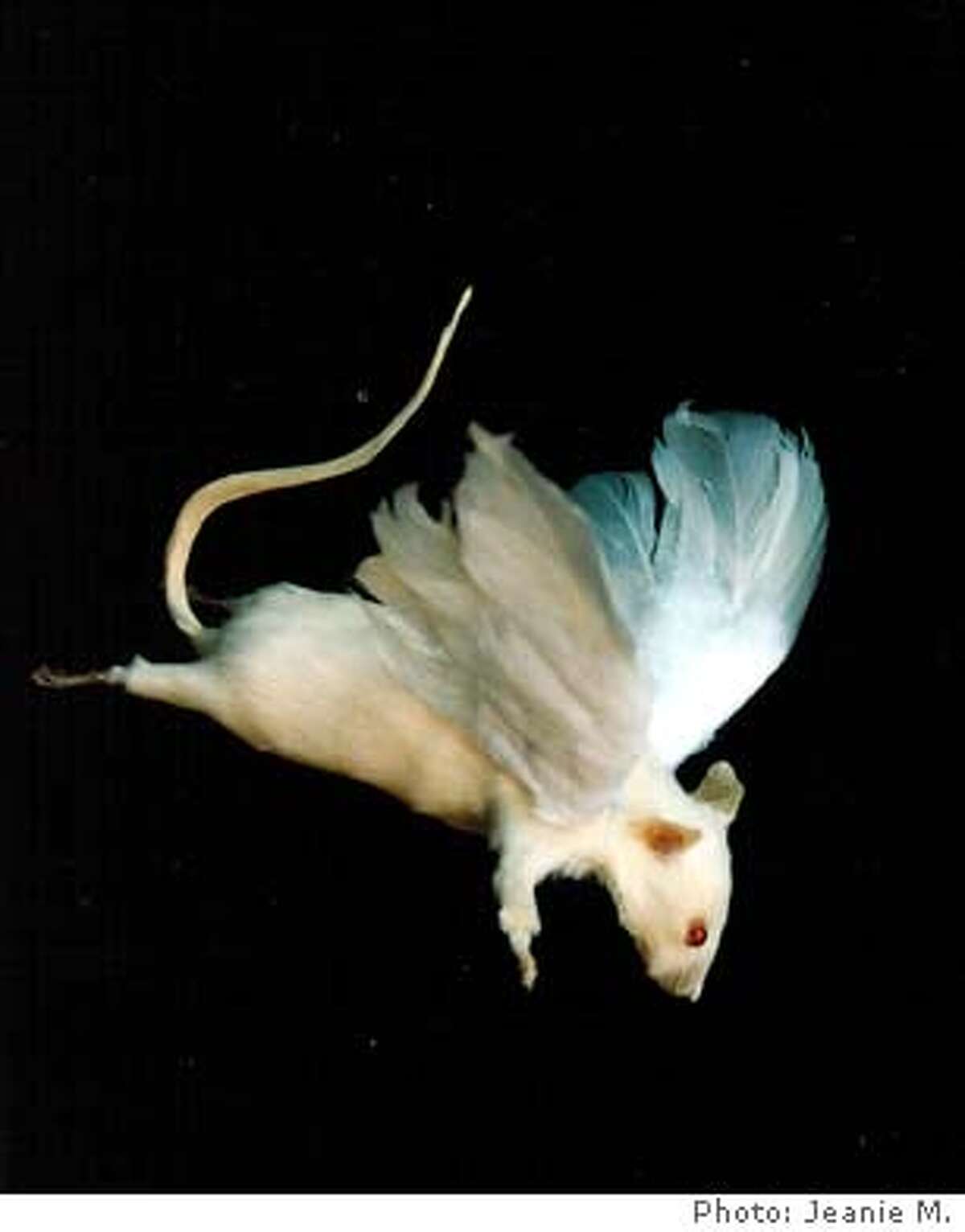 The Art of Dead Mice