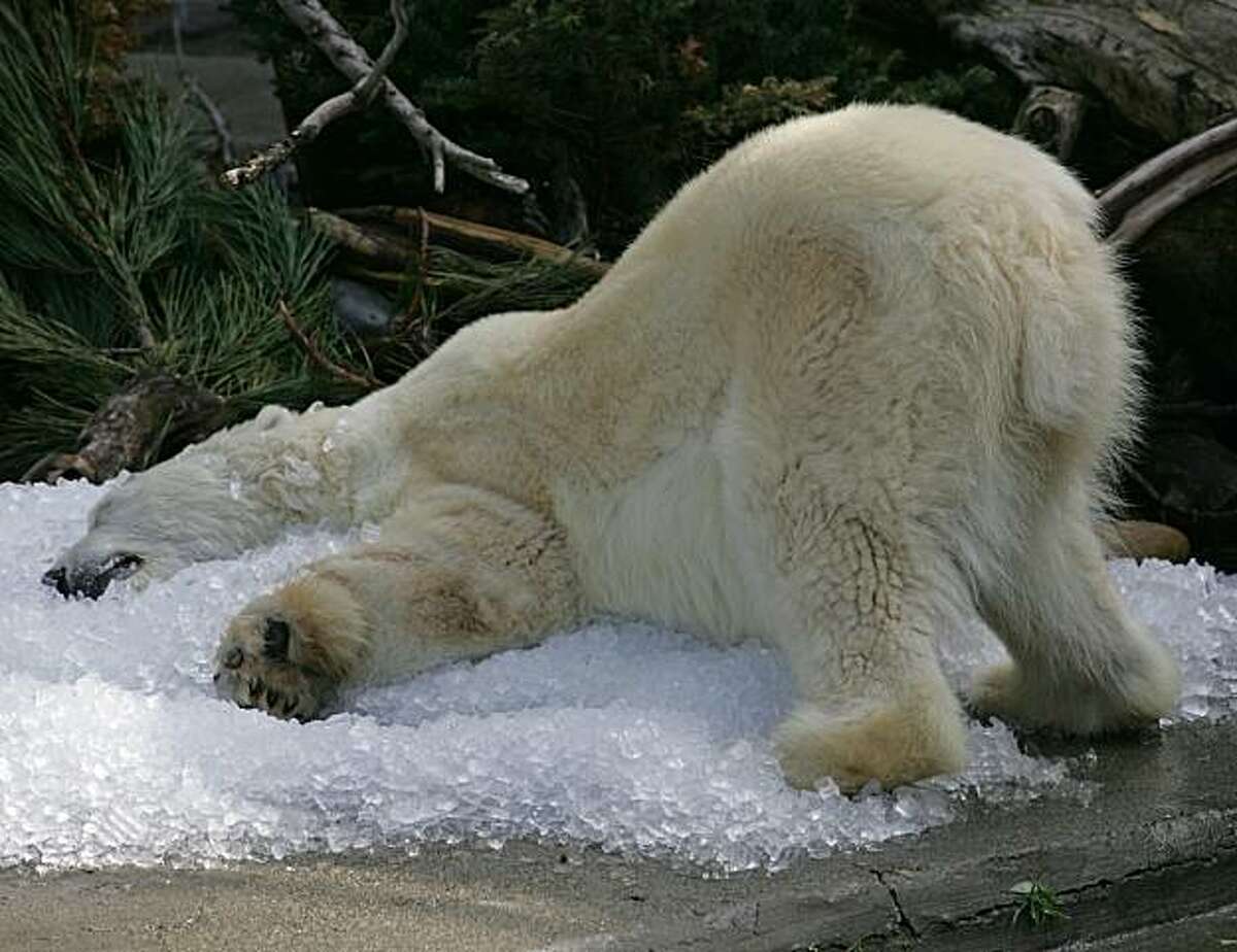 Holiday Zoo Treats: Surprises fun for animals