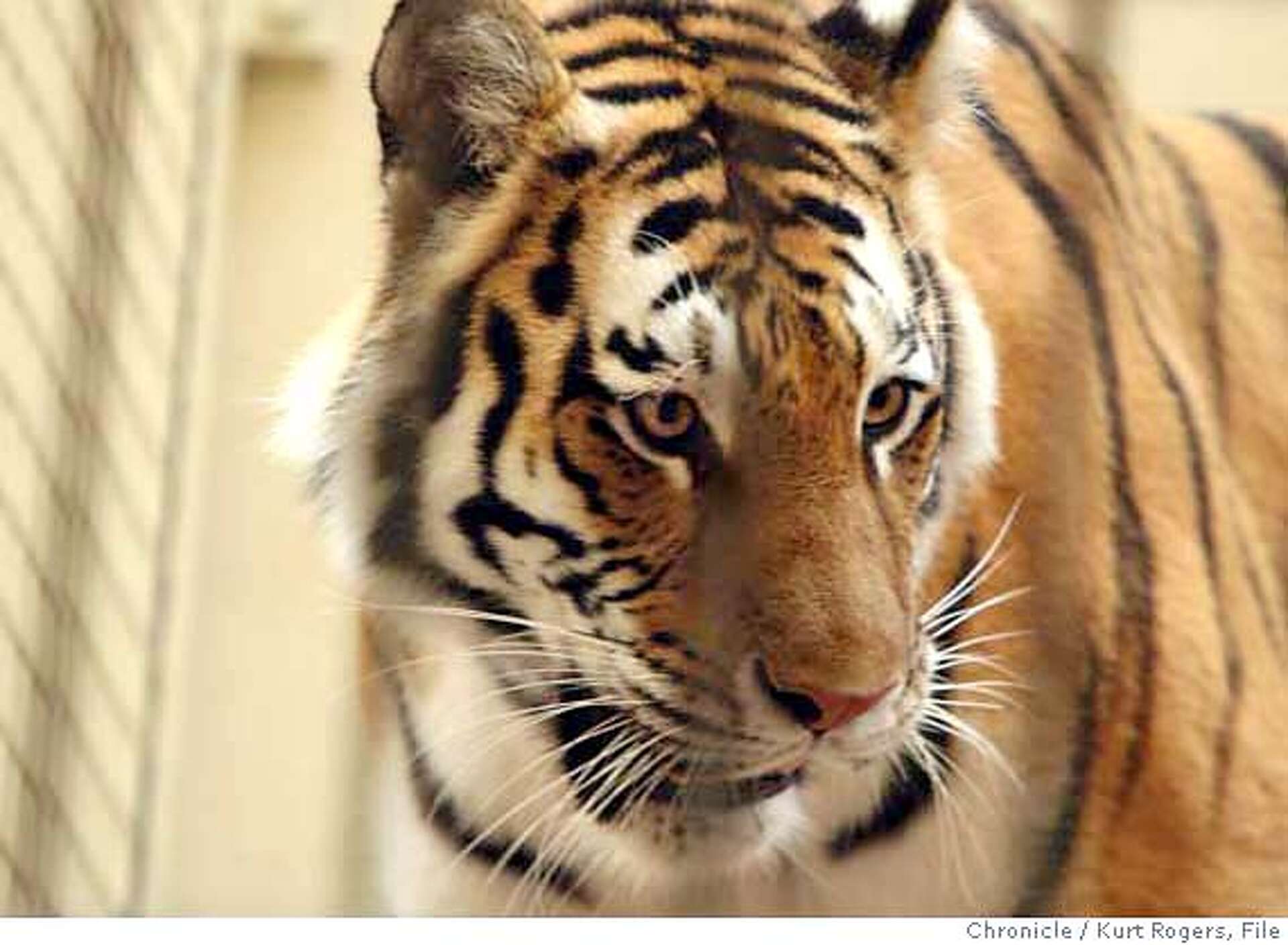 Sculpture of Tatiana the tiger unveiled