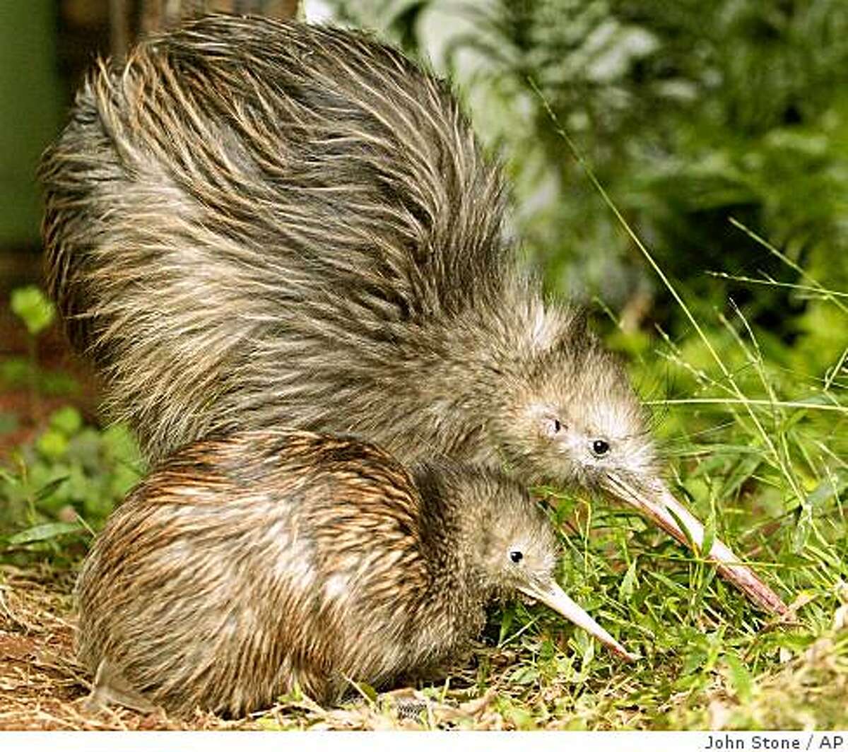 New Zealand fights to save symbolic kiwi
