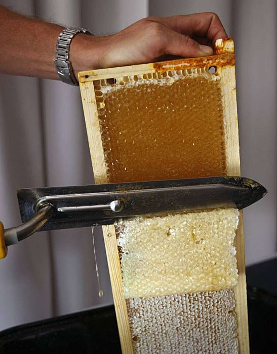 Honey harvest: From hive to table