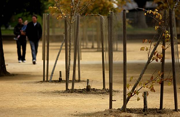 Reward to stop tree butcher