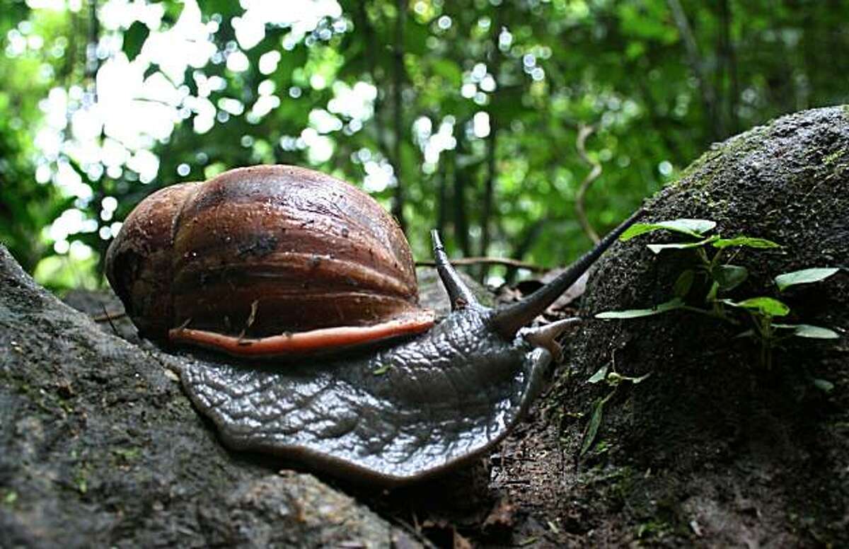 Brazil's backyard jungle a rugged, restful strip