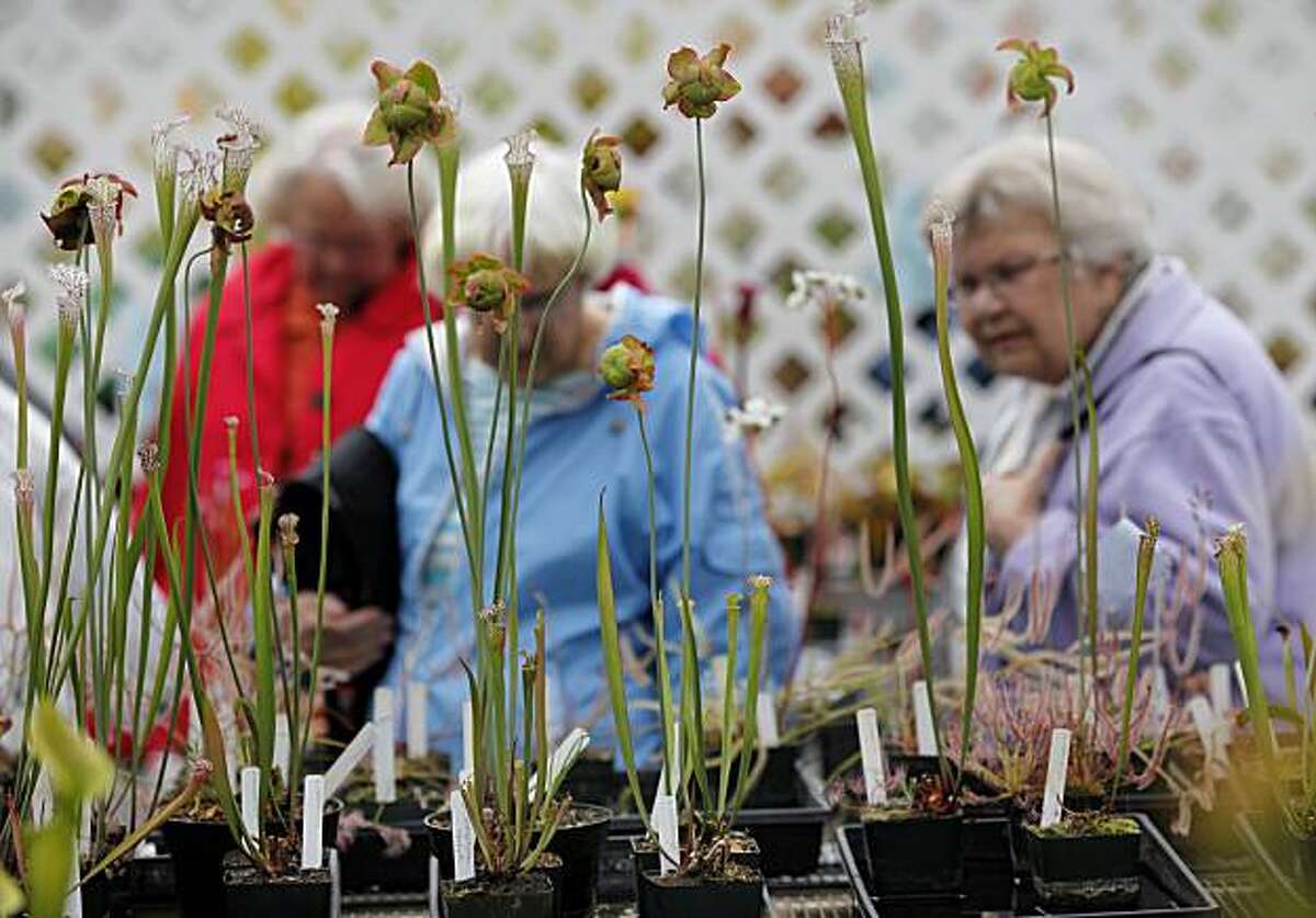 Snared by a taste for carnivorous plant life