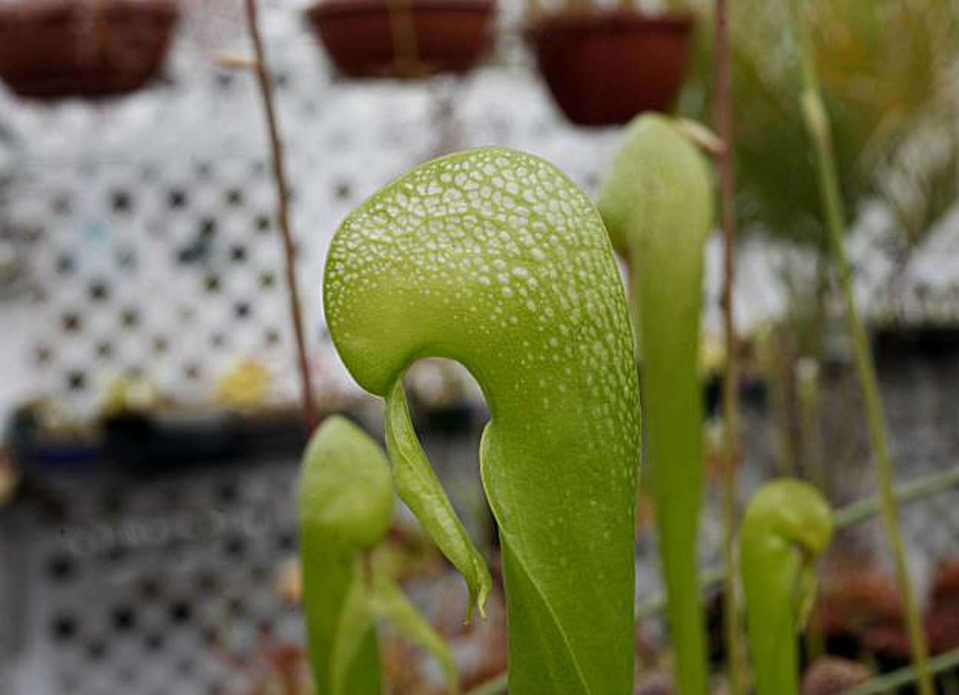 Snared by a taste for carnivorous plant life