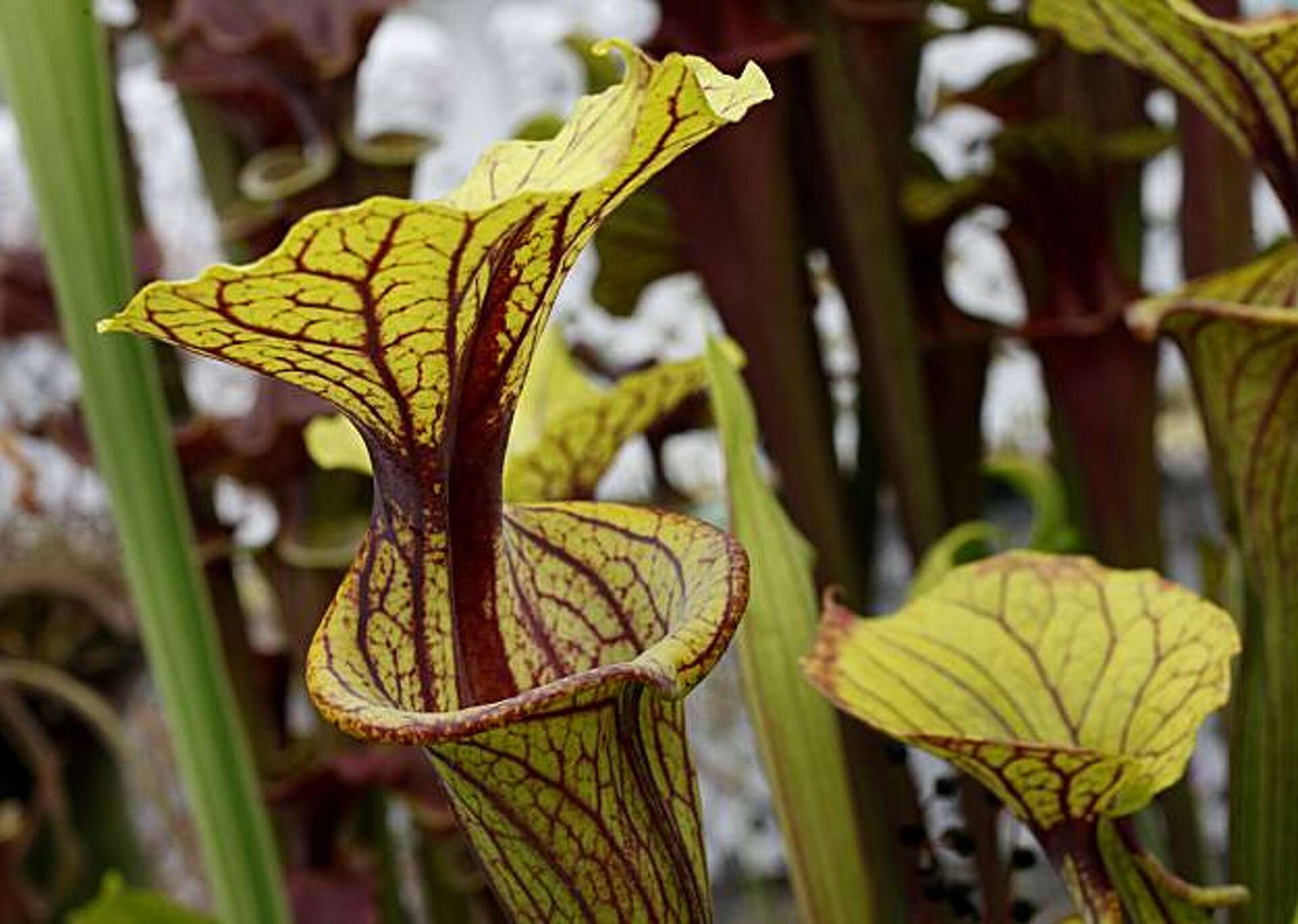 Snared by a taste for carnivorous plant life
