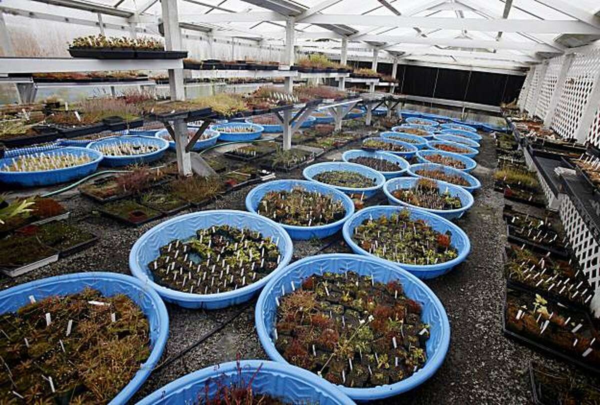 Snared by a taste for carnivorous plant life