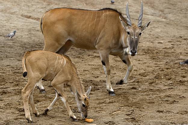 Another 'miracle' eland born at Oakland Zoo