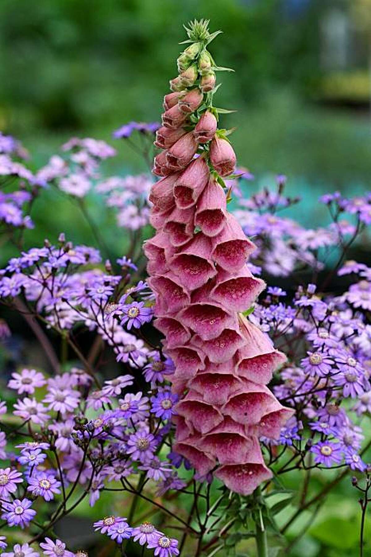 Discover a true foxglove species