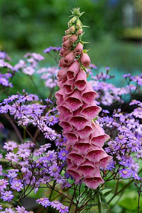 Discover a true foxglove species