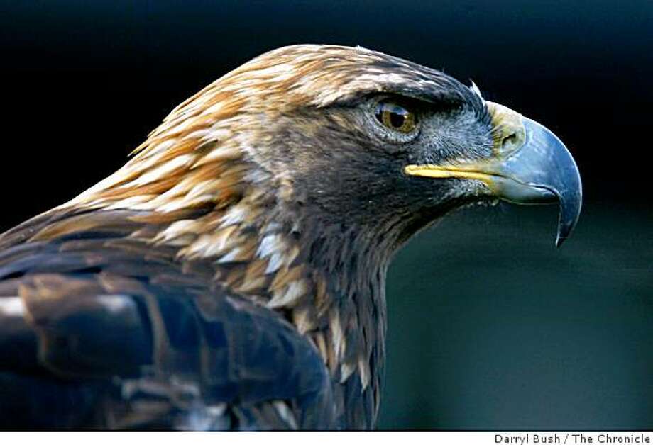 Holiday bird count is all-access - SFGate