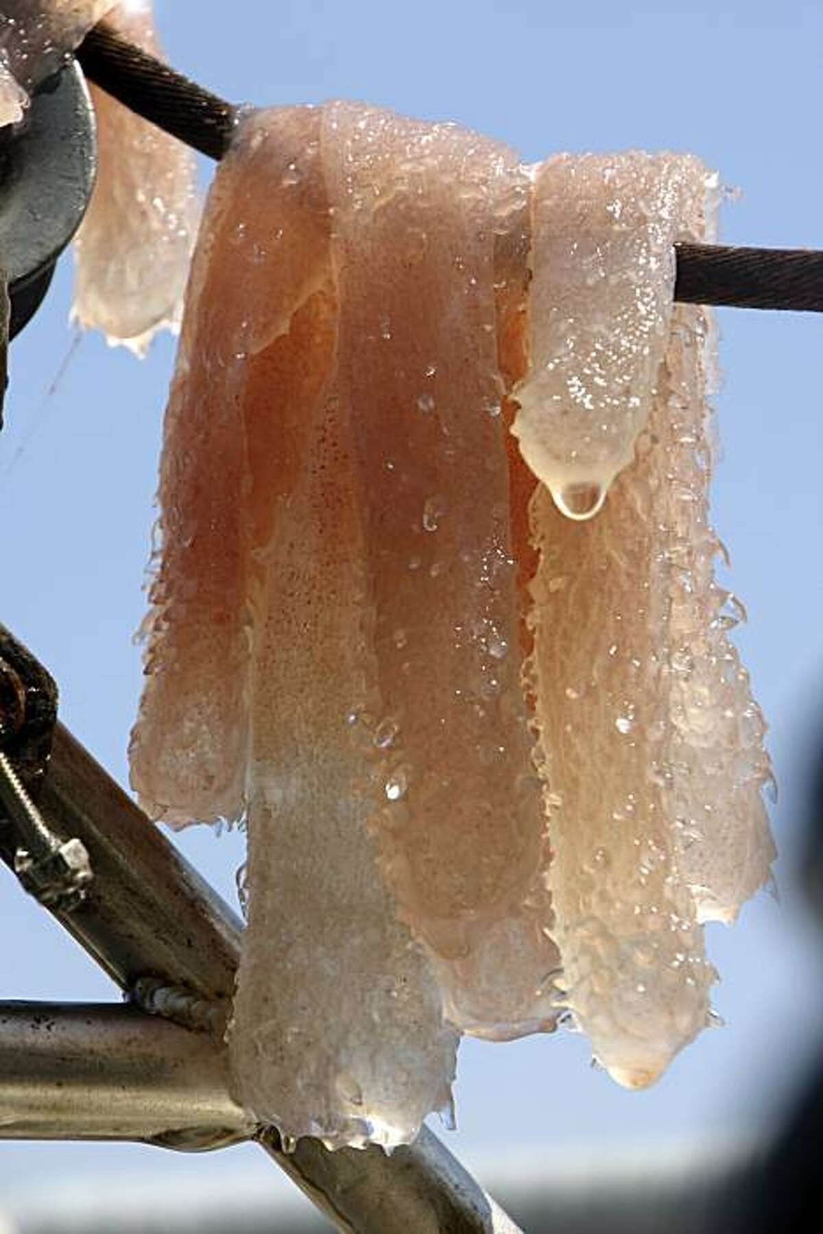 Bizarre 'sea pickles' invade the West Coast by the millions