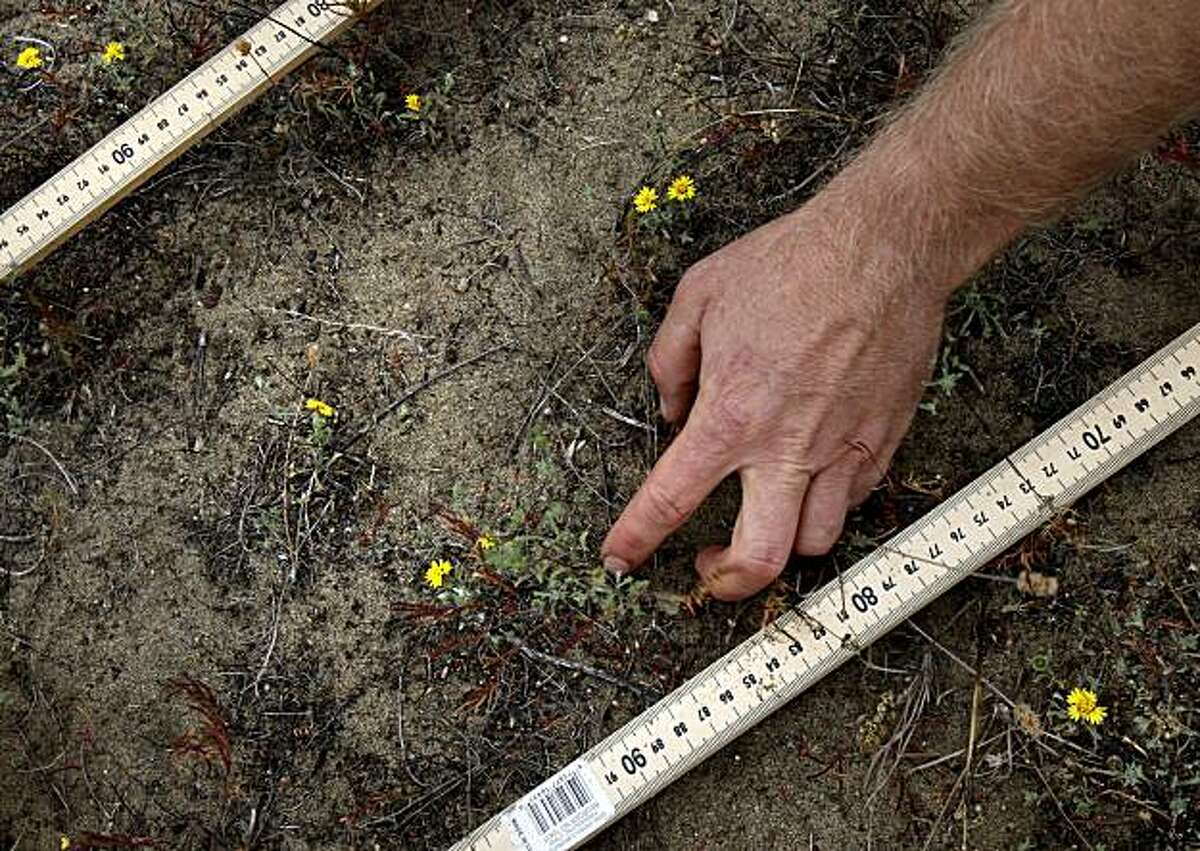 Lobos Creek Valley Trail: Dunes restored