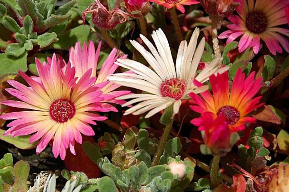 Ice plant that comes in rainbow of colors - SFGate