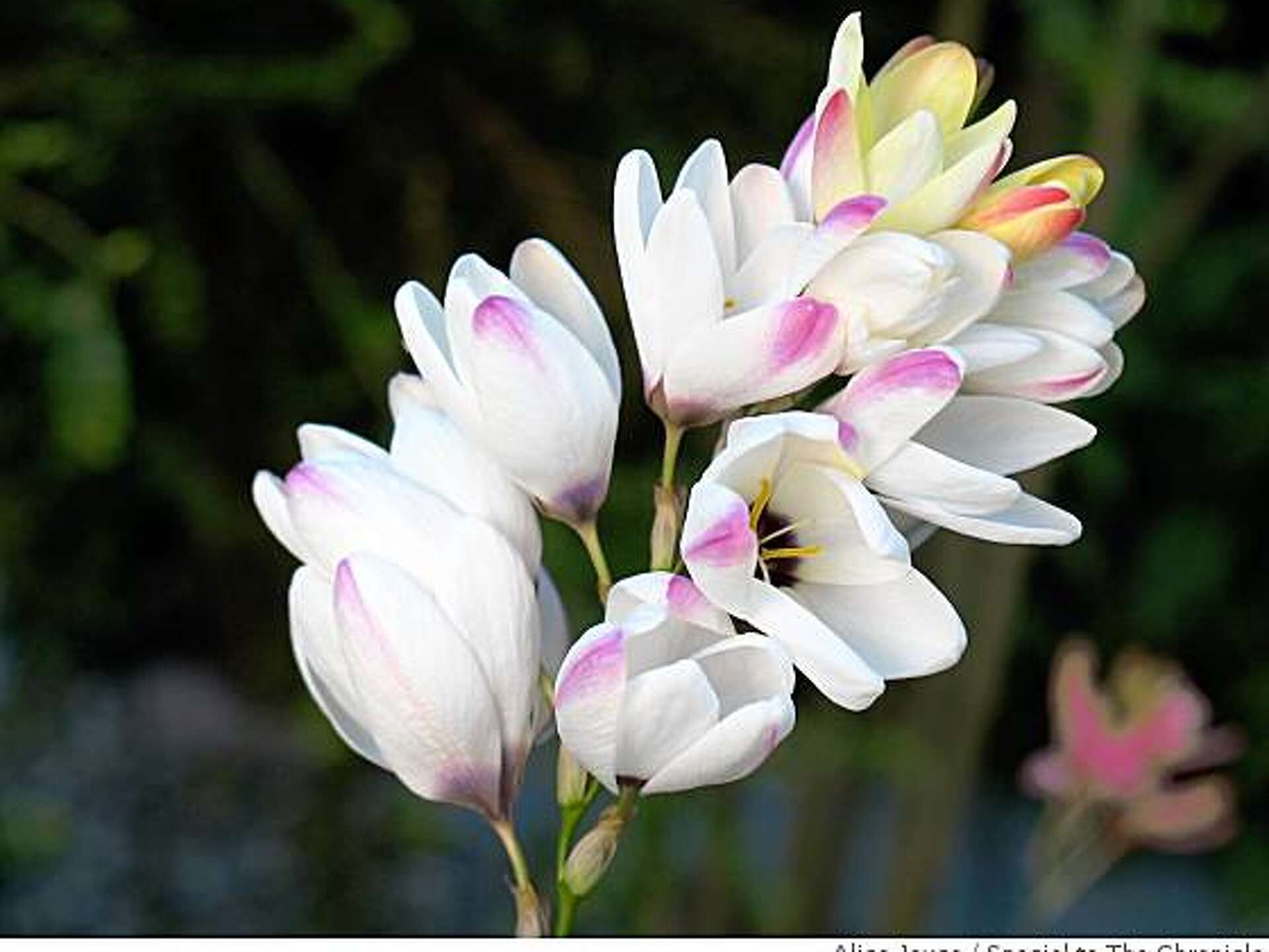 Ixia hybrids: Coaxed by the sun