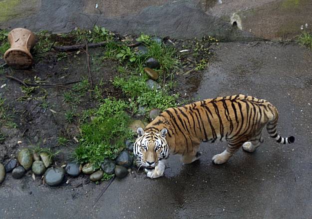 S.F. Zoo's big cats meet people again
