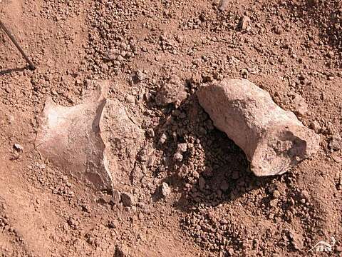 New link in human evolution found in Ethiopia