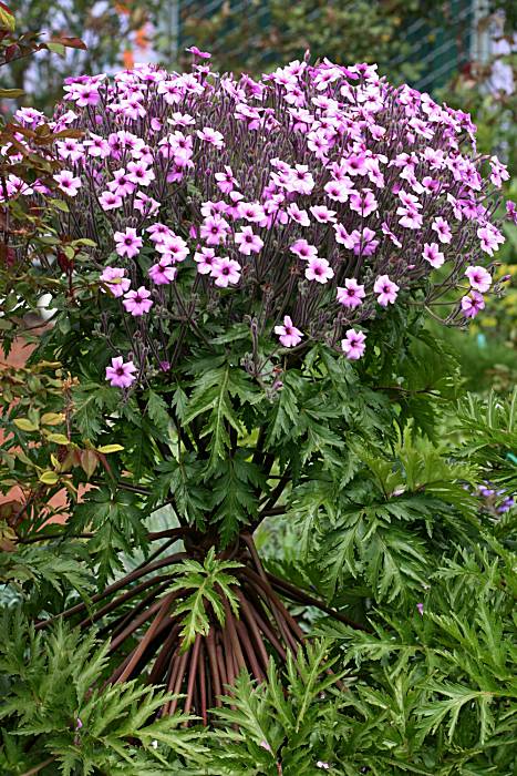 Meet a giant among geraniums