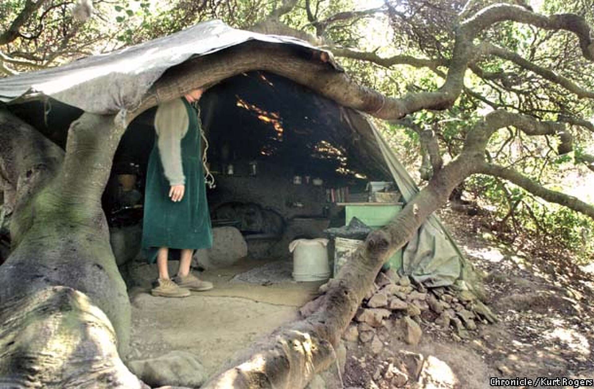 12 years in a giant oak tree, now they're told to leave