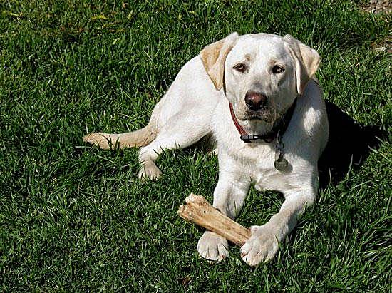 Yellow Lab has last word on 2-bit chew toy