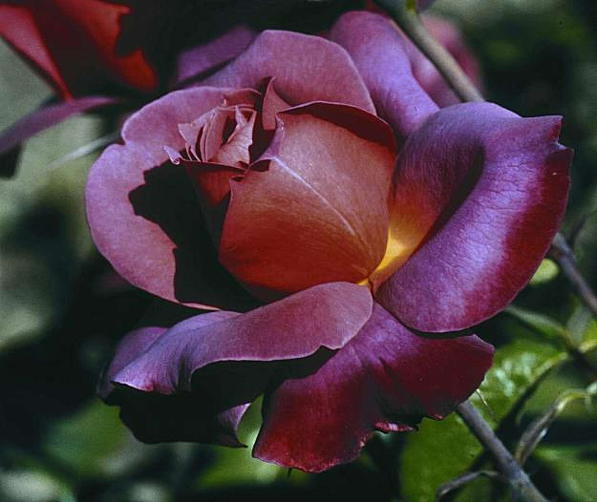 Roses for beginners