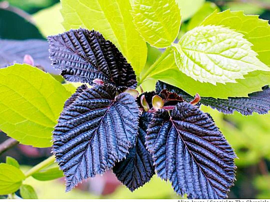 Redleaf filbert: Rich burgundy foliage