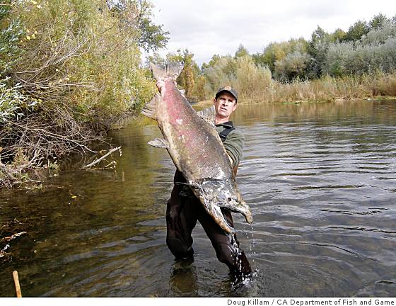 Monster salmon could be harbinger of fish's recovery